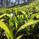 Private Day trip Kandy & pinnawala with your selected attractions - The Bottom Line