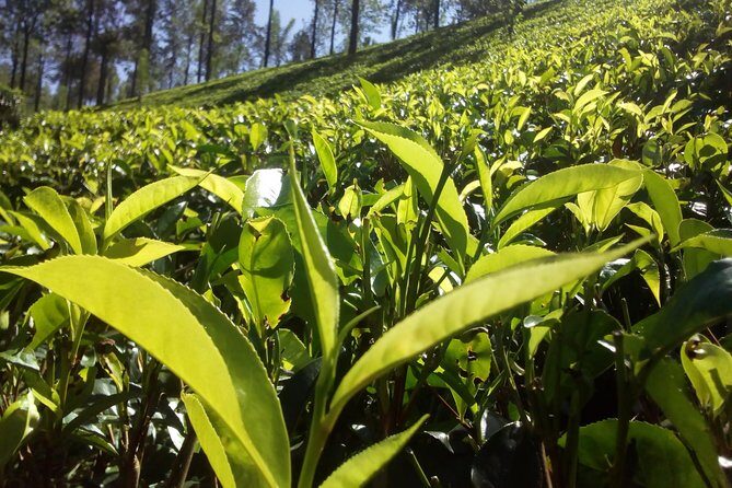 Private Day trip Kandy & pinnawala with your selected attractions - The Bottom Line