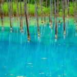 Private Day Trip to Asahiyama Zoo and Biei Blue Pond - Why This Tour Offers a Solid Hokkaido Snapshot