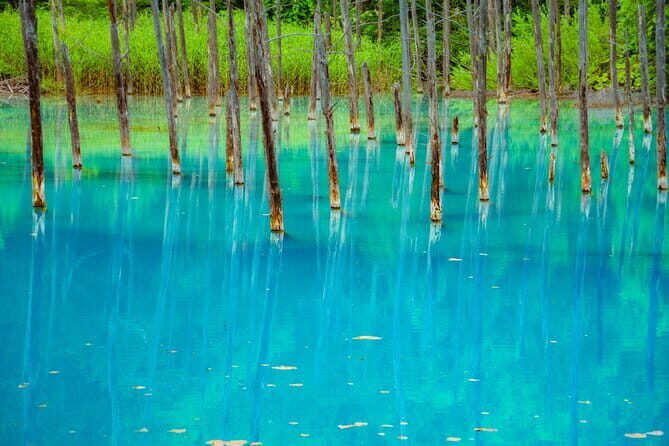 Private Day Trip to Asahiyama Zoo and Biei Blue Pond - Why This Tour Offers a Solid Hokkaido Snapshot