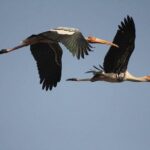 Private Day-Trip to Bharatpur Bird Sanctuary from Agra - A Detailed Look at the Tour Experience