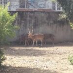 Private Day Trip To Central Zoo At Jawalakhel, Kathmandu - The Sum Up