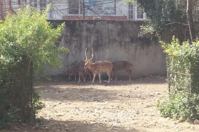 Private Day Trip To Central Zoo At Jawalakhel, Kathmandu - The Sum Up