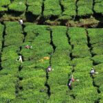 Private Day Trip to Munnar from Kochi (Cochin) - A Balanced View: Pros and Cons