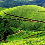 Private Day Trip to Munnar from Kochi (Cochin) - Transport & Guide Experience