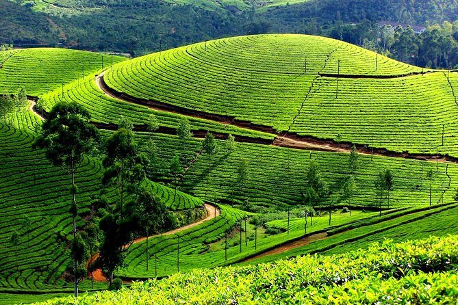 Private Day Trip to Munnar from Kochi (Cochin) - Transport & Guide Experience