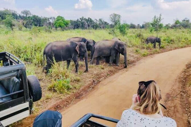 Private Day Trip To Sigiriya Dambulla and Safari From Trincomalee - Wildlife Encounters at Minneriya and Kaudulla