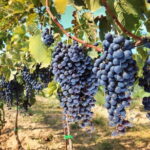 Private daytrip to Siena & Chianti wine country, with wine tasting from Florence - Itinerary Breakdown: What to Expect