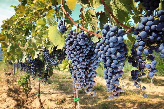 Private daytrip to Siena & Chianti wine country, with wine tasting from Florence - Itinerary Breakdown: What to Expect