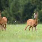 Private Delhi Heritage and Urban Village Walk at Hauz Khas Village - A Closer Look at the Hauz Khas Experience