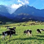 Private Desa Dairy Farm, Kinabalu National Park, Hot Spring & Canopy Walk Tour - The Experience: Why Travelers Value This Tour