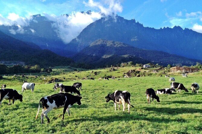 Private Desa Dairy Farm, Kinabalu National Park, Hot Spring & Canopy Walk Tour - The Experience: Why Travelers Value This Tour