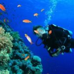 Private Diving Experience in Nusa Dua with Hotel Pick Up - What to Expect During Your Underwater Adventure