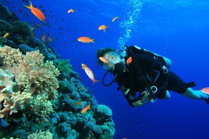 Private Diving Experience in Nusa Dua with Hotel Pick Up - What to Expect During Your Underwater Adventure