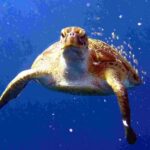 Private diving on shared trip at Racha Noi and Racha Yai from Phuket incl. lunch - The Sum Up: Is This Tour Right for You?