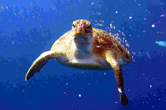 Private diving on shared trip at Racha Noi and Racha Yai from Phuket incl. lunch - The Sum Up: Is This Tour Right for You?