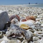 Private Dolphin, Shelling and Birding Tour - A Deep Dive into the Tour Experience