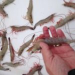 Private Dolphin Watch, Lighthouse and Ecological Boat Tours - Why Travelers Love It: Authenticity, Scenery, and Personal Touches