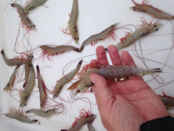 Private Dolphin Watch, Lighthouse and Ecological Boat Tours - Why Travelers Love It: Authenticity, Scenery, and Personal Touches