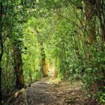 Private East Maui Hiking Experience - Exploring Maui’s Hidden Rainforest