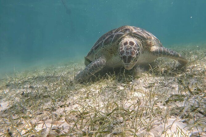Private Experience in Akumal with Snorkeling - Exploring the Value