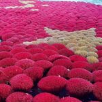 Private experience of visiting Quang Phu Cau incense village - Authenticity and Value