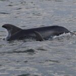 Private Folly River Sunset Dolphin Cruise - Authentic Experiences and Customer Feedback
