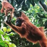 Private Full-Day Bukit Lawang Trekking Tour From Medan - The Optional River Rafting