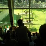 Private Full Day Sepilok Orang Utan, Bornean Sun Bear and Rainforest Discovery Center Tour - Who Should Consider This Tour?