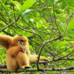 Private Full Day Tam Coc, Cuc Phuong National Park W/ Lunch - Authentic Insights from Travelers