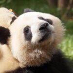 Private Full-Day Tour: Chengdu City Highlights - Authentic Experiences Based on Reviews