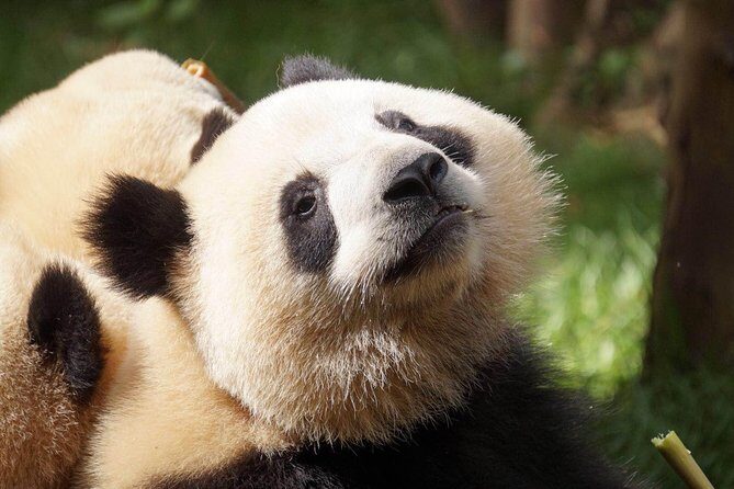 Private Full-Day Tour: Chengdu City Highlights - Authentic Experiences Based on Reviews