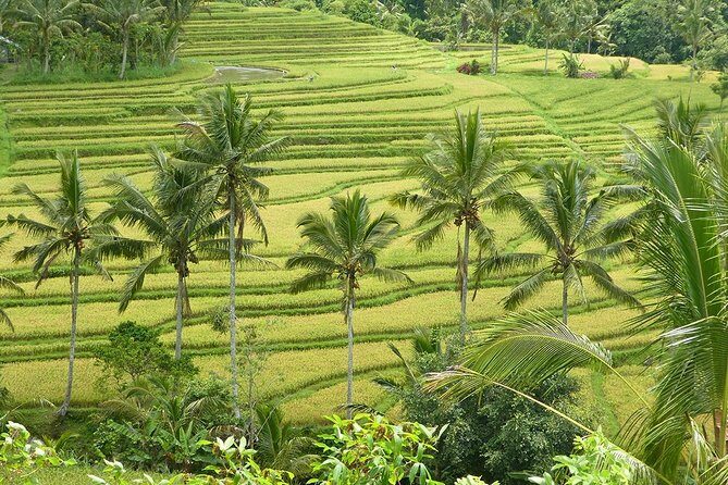 Private Full-Day Tour of West Bali with Hotel Pick Up - Authentic Experiences and Highly Praised Aspects
