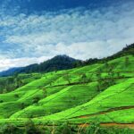 Private Full Day Tour to Nuwara Eliya from Kandy - FAQ
