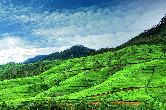 Private Full Day Tour to Nuwara Eliya from Kandy - FAQ