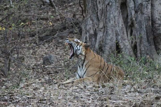 Private Full Day Trip to Ranthambore - Exploring the Park & Surroundings