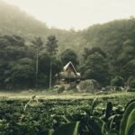 Private guided puncak day tour;Solo;Small Group - Practical Insights on the Tour Experience