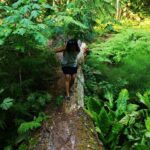 Private Guided Rainforest Hike in Victoria - The Itinerary: What to Expect