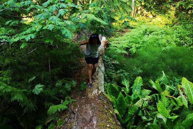 Private Guided Rainforest Hike in Victoria - The Itinerary: What to Expect