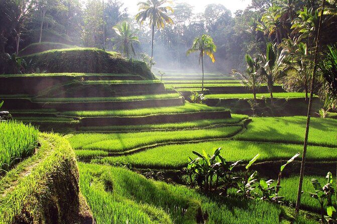 Private Guided Tour in Ubud - Detailed Breakdown of the Itinerary