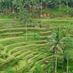 Private Guided Tour: The Best Of Ubud With Jungle Swing - Practical Details and Tips