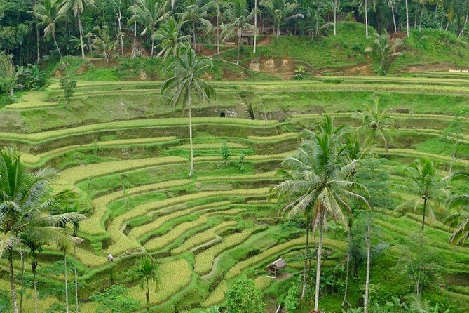 Private Guided Tour: The Best Of Ubud With Jungle Swing - Practical Details and Tips