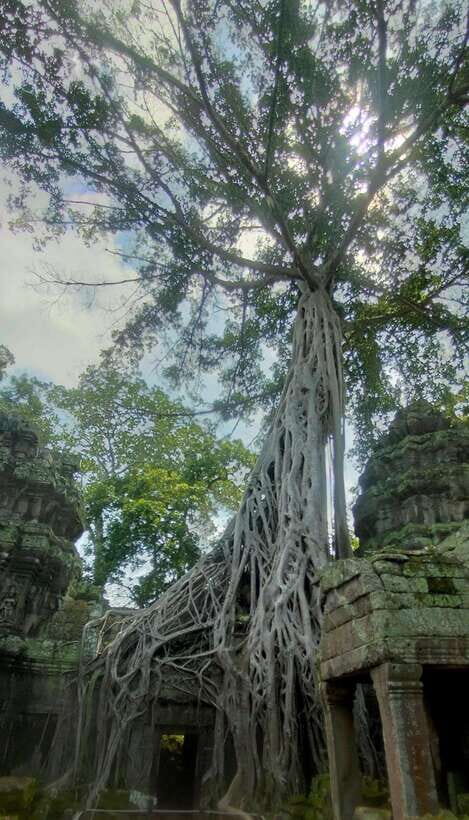 Private Guided Tours From Angkor Wat Sunrise To Banteay Srei - Who Will Love This Tour?