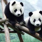 Private Half-Day Chengdu Panda Breeding Center Tour with Optional Volunteer - In-Depth Itinerary Breakdown