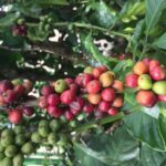 Private Half-Day Guided Tour Explore Da Lat City Highlights - What’s Included and What’s Not