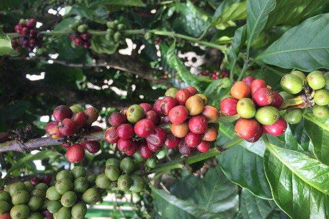 Private Half-Day Guided Tour Explore Da Lat City Highlights - What’s Included and What’s Not