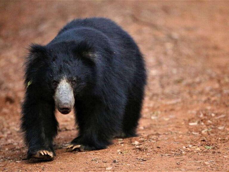 Private Half-Day Safari at Yala National Park - An In-Depth Look at the Yala Safari Experience