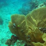 Private Half-Day Scuba Diving with expert (1Dive) - The Practical Side: Price & Value