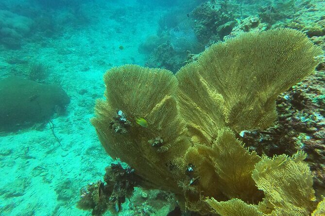 Private Half-Day Scuba Diving with expert (1Dive) - The Practical Side: Price & Value