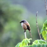 Private Half-Day Tour of Butterfly Sanctuary with Goan Meal - Who Would Love This Tour?